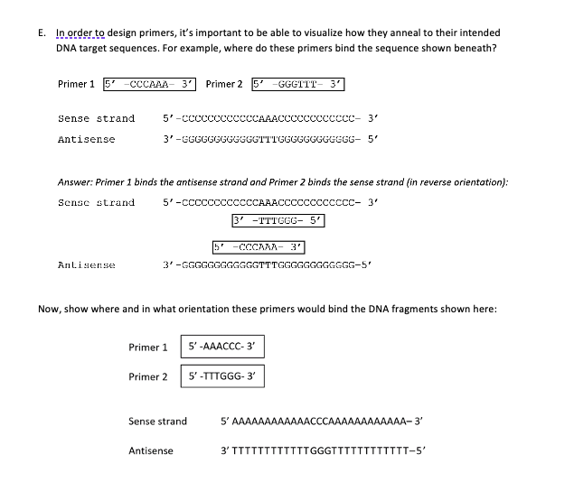 Solved E. ﻿In order.to design primers, it's important to be | Chegg.com