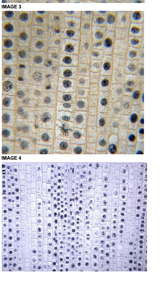 Solved Part 1 - Allium (Onion) Root Tip Procedure: The | Chegg.com