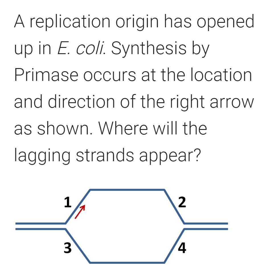 Solved A Replication Origin Has Opened Up In E Coli Syn 9866