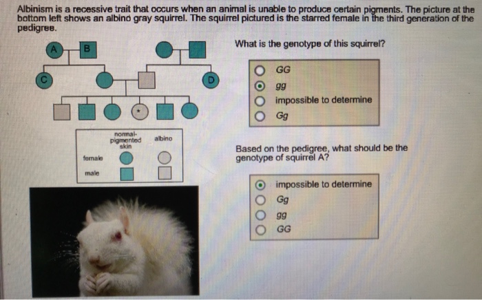Solved Albinism is a recessive trait that occurs when an | Chegg.com