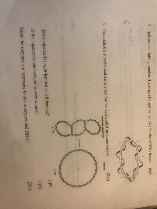 Solved 2. Indicate the linking number (L). twist (T), and | Chegg.com