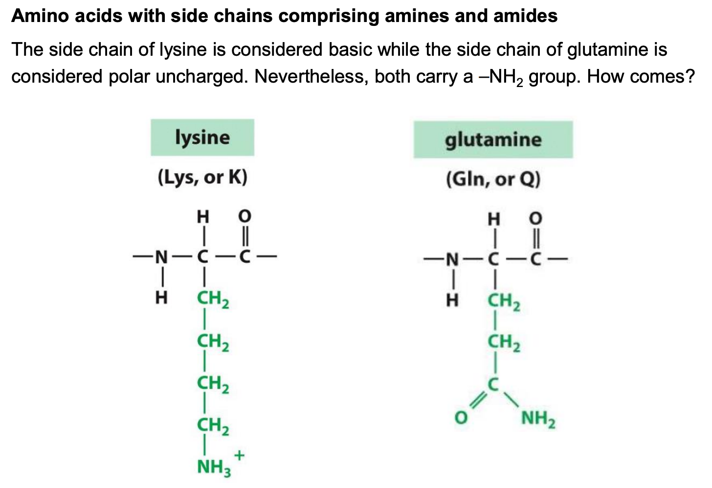 Solved Amino acids with side chains comprising amines and | Chegg.com