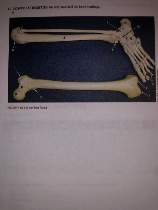 Solved R. Complete this table describing bone classification | Chegg.com Solved R. Complete this table describing bone classification | Chegg.com