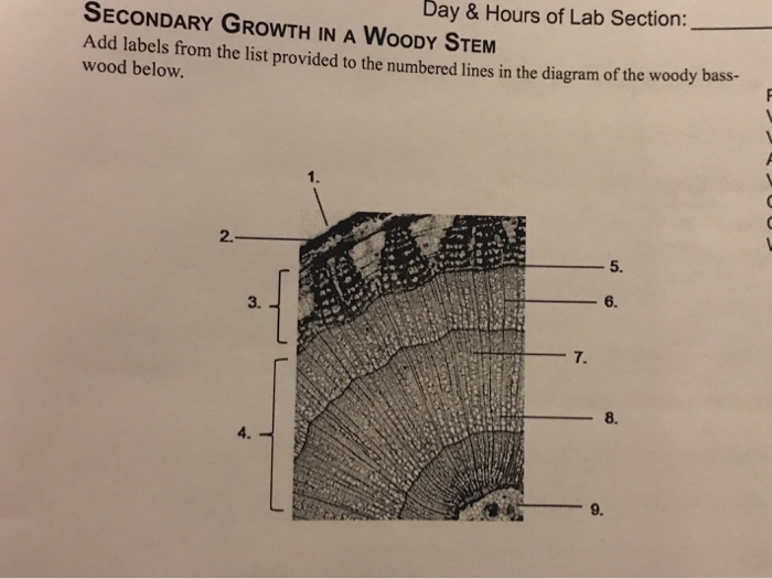 Solved SECONDARY GROWTH IN A WOODY STEM Day & Hours of Lab | Chegg.com