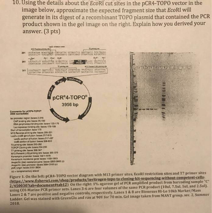 10. Using the details about the EcoRI cut sites in | Chegg.com