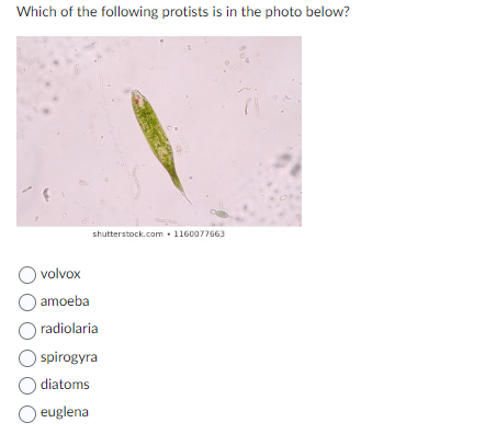 Solved Which of the following protists is in the photo | Chegg.com