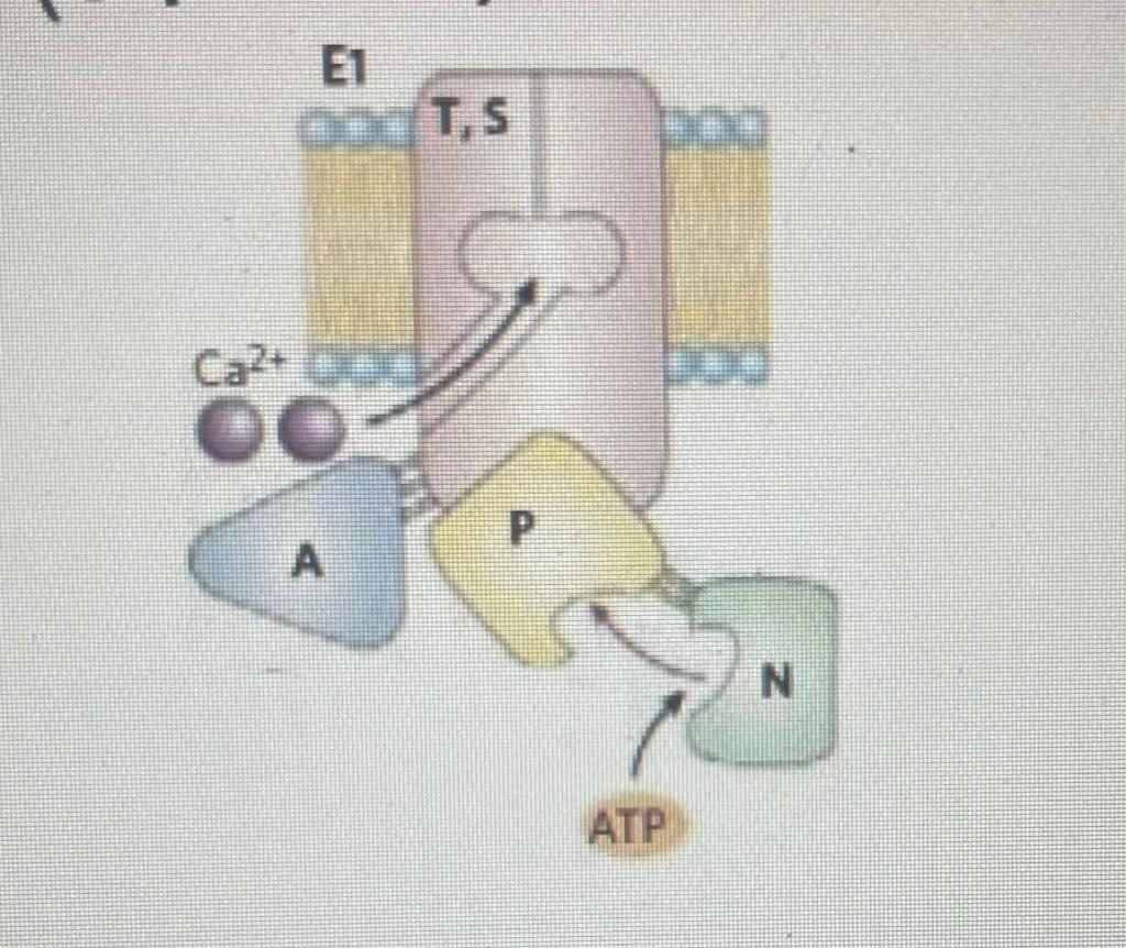 Solved What type of transporter is the Ca2+ ATPase (SERCA), | Chegg.com