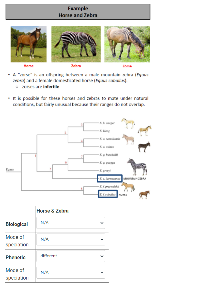 Solved Example Horse and Zebra Horse Zebra Zorse • A "zorse” | Chegg.com