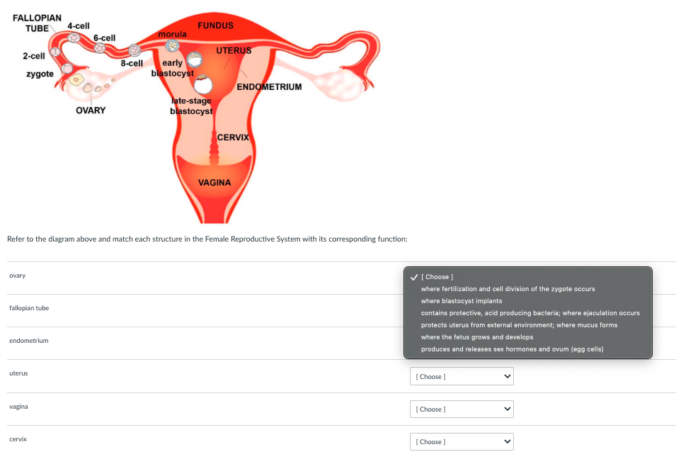 Solved Compare prokaryotic and eukaryotic cells to identify | Chegg.com