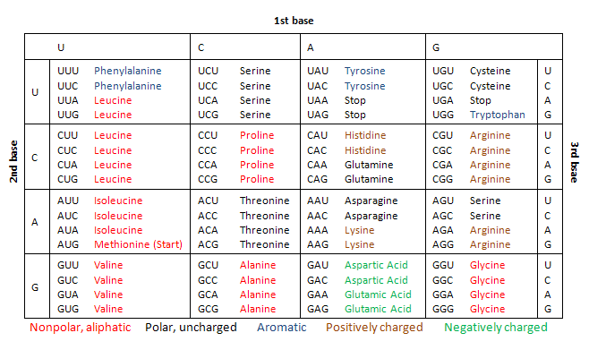 Solved Analyze the genetic code table and answer the | Chegg.com