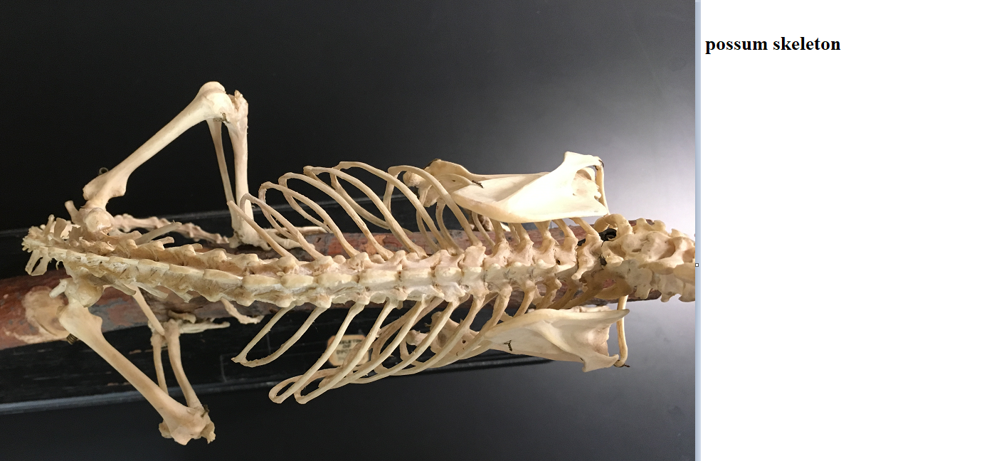 possum skeleton | Chegg.com