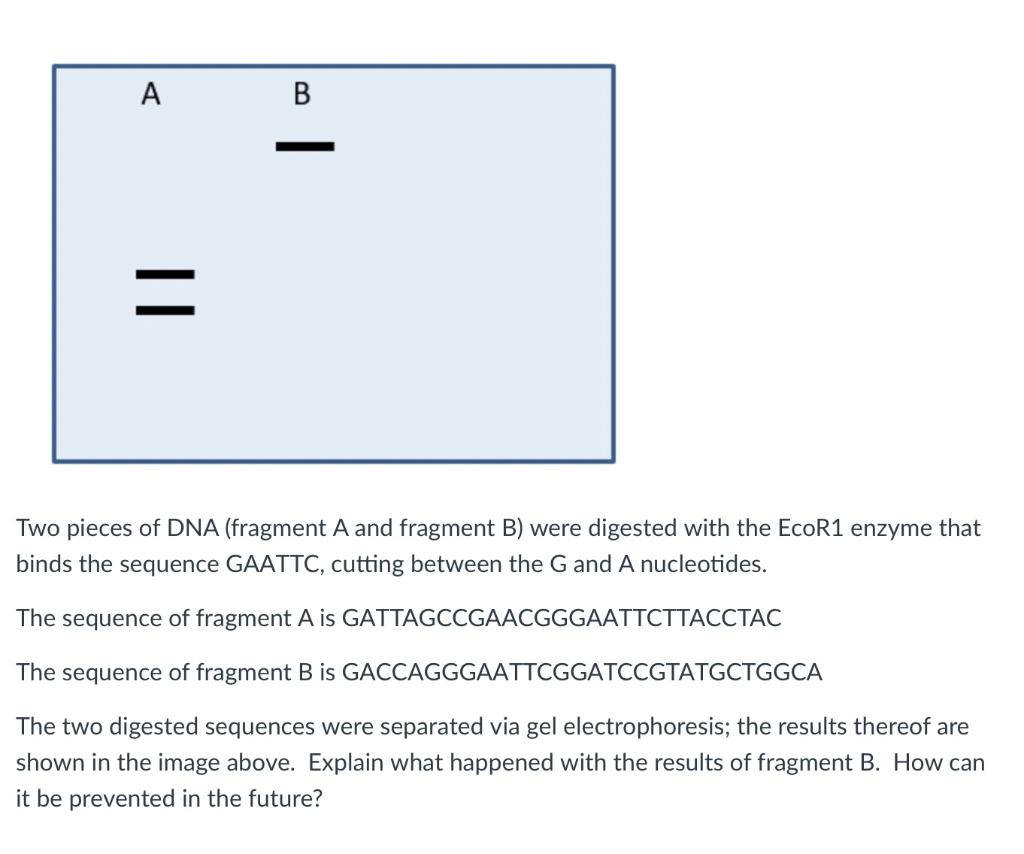 Solved A B = Two pieces of DNA (fragment A and fragment B) | Chegg.com