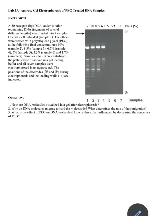Solved Lab 3A-Agarose Gel Electrophoresis of PEG Treated DNA | Chegg.com