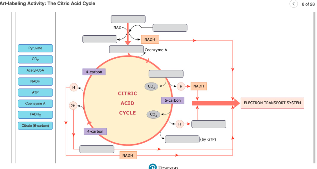 Solved Art-labeling Activity: The Citric Acid Cycle 8 of 28 | Chegg.com