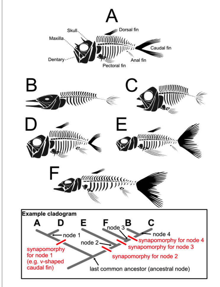 Solved How to draw the cladogram that organizes all six | Chegg.com