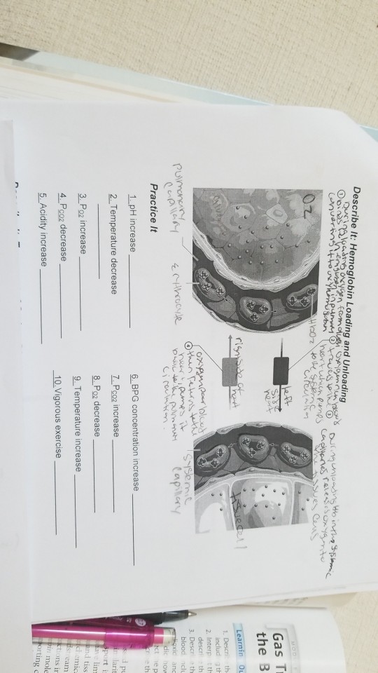 Solved Describe It: Hemoglobin Loading and Unloading Panes | Chegg.com