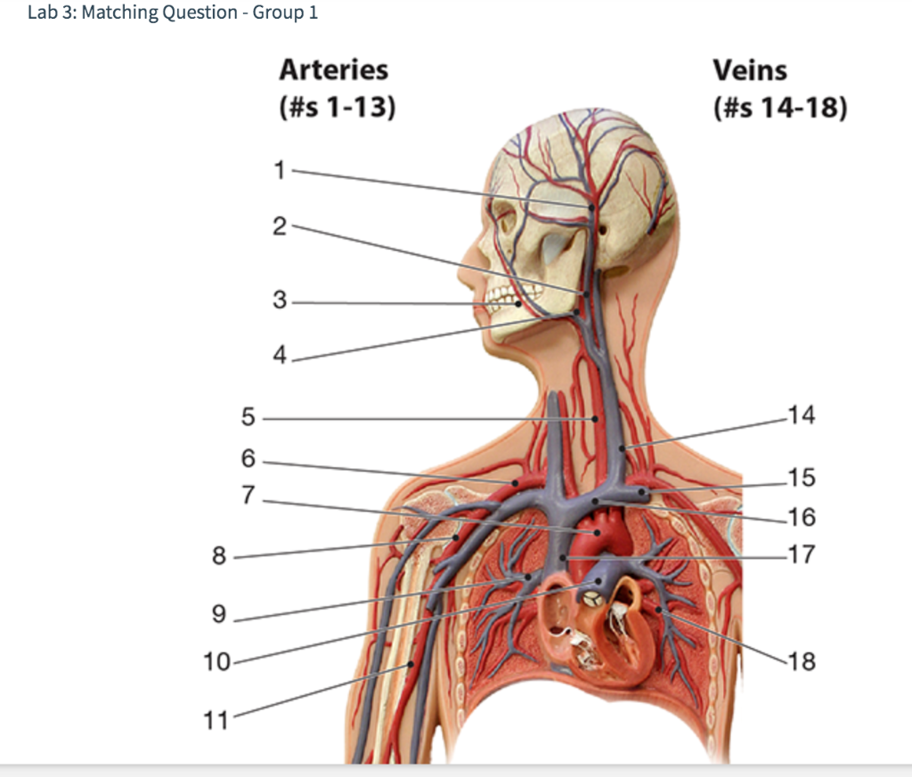 Solved Lab 3: Matching Question - Group 1 Arteries (#s 1-13) | Chegg.com Solved Lab 3: Matching Question - Group 1 Arteries (#s 1-13) | Chegg.com