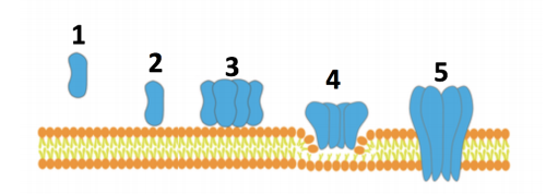 Solved Cytolysin is a member of the bacterial pore-forming | Chegg.com