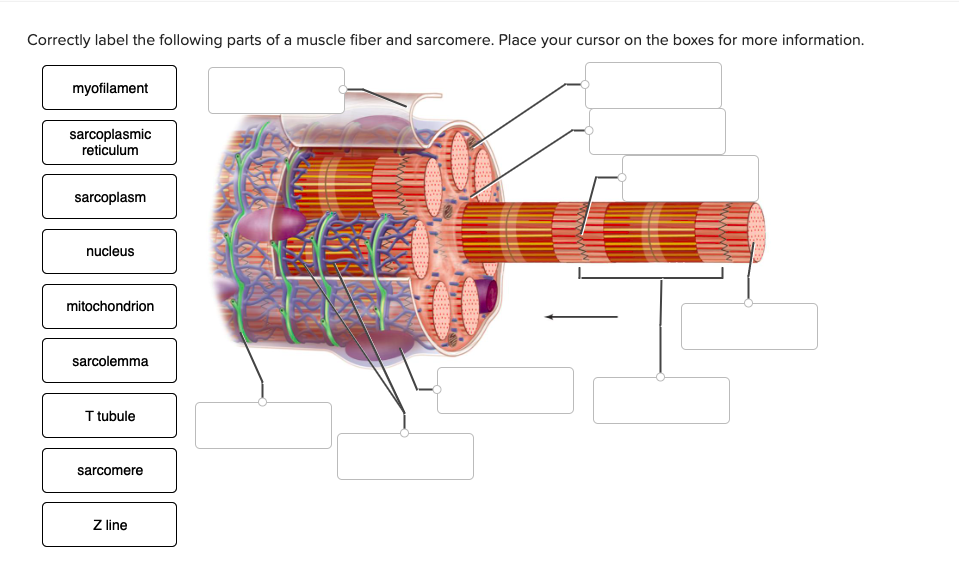 Solved Correctly label the following parts of a muscle fiber | Chegg.com