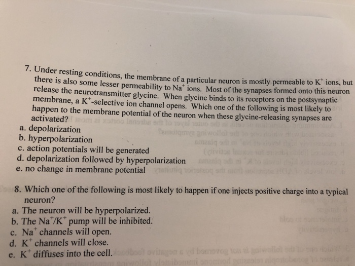 Solved 7. Under resting conditions, the membrane of a | Chegg.com