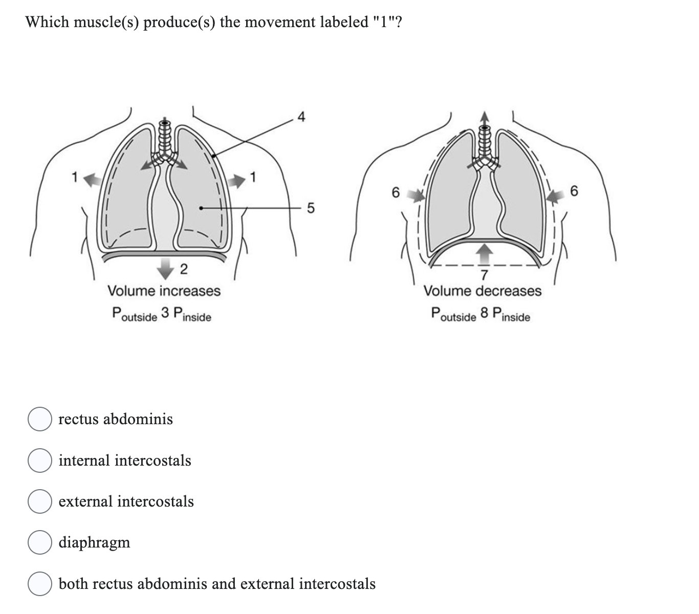 Solved Which muscle(s) produce(s) the movement labeled "1"? | Chegg.com