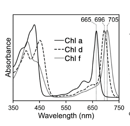 Chlorophyll f is a recently discovered chlorophyll | Chegg.com