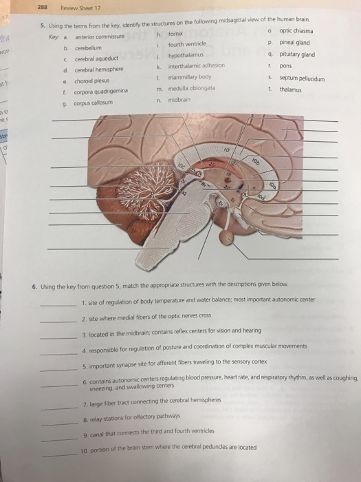 Solved I. transverse cerebral fissure 2. In which of the | Chegg.com