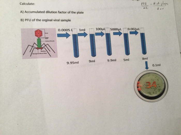 Solved Calculate the accumulated dilution factor of the | Chegg.com