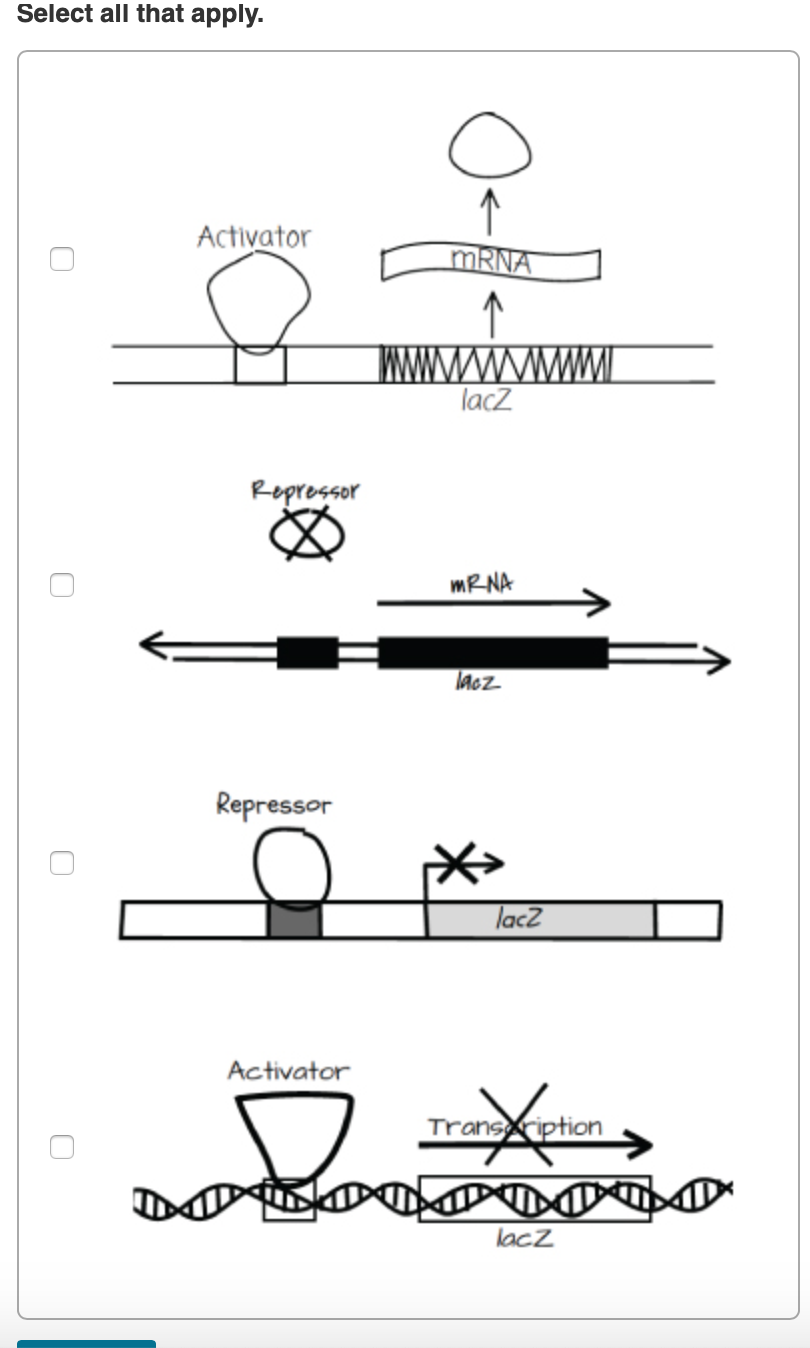Solved Which of these student models shows activation of | Chegg.com