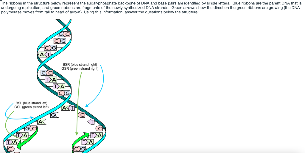 Solved The ribbons in the structure below represent the | Chegg.com