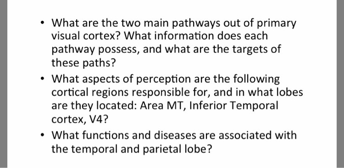 Solved What are the two main pathways out of primary visual | Chegg.com