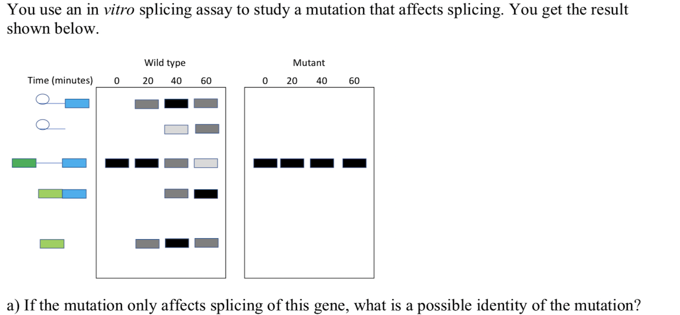 You use an in vitro splicing assay to study a | Chegg.com
