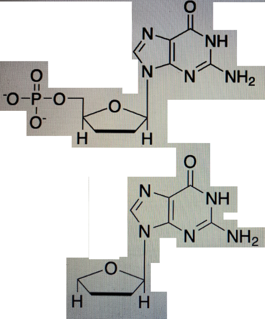 Solved Draw the resulting structure when a nucleic acid | Chegg.com
