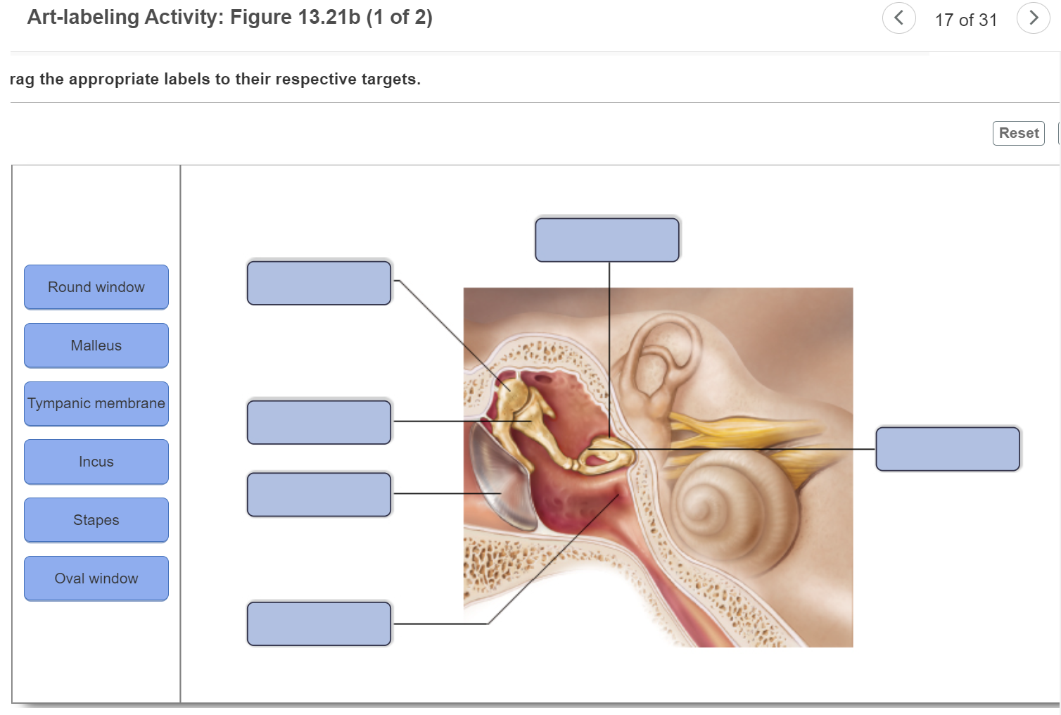 Solved Art-labeling Activity: Figure 13.5a g the appropriate | Chegg.com
