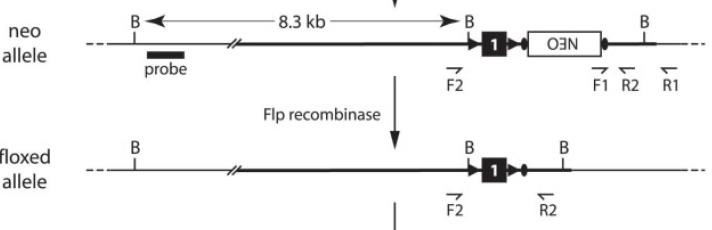 Solved Voltage-gated sodium channels generate action | Chegg.com