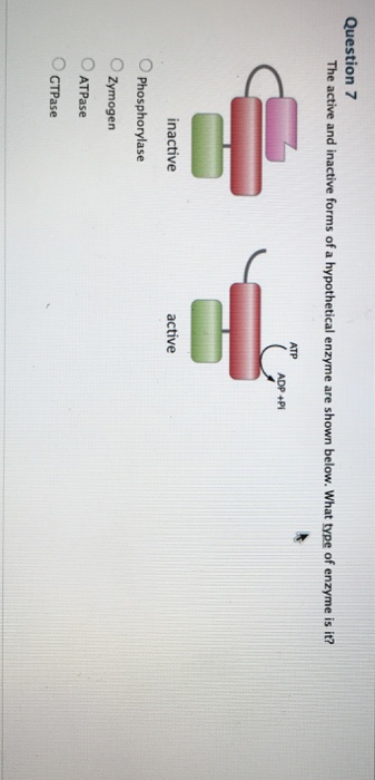Solved Question 7 The active and inactive forms of a | Chegg.com