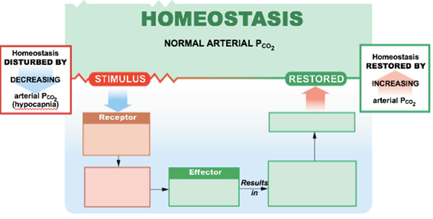 Solved Label the following steps of the chemoreceptor | Chegg.com