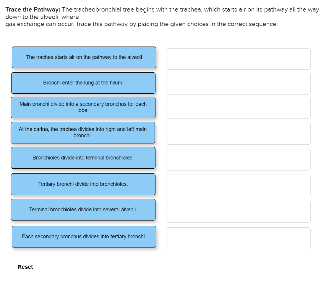 Solved Trace the Pathway: The tracheobronchial tree begins | Chegg.com