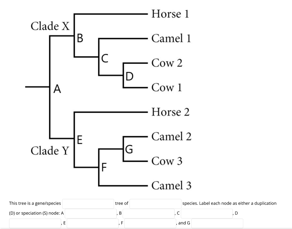 Solved Horse 1 Clade X B Camel 1 |С Cow 2 D A Cow 1 Horse 2 | Chegg.com