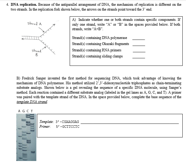 Solved 4. DNA replication. Because of the antiparallel | Chegg.com