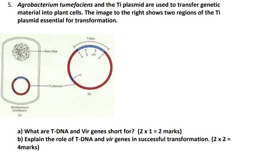 Solved 5. Agrobacterium tumefaciens and the Ti plasmid are | Chegg.com
