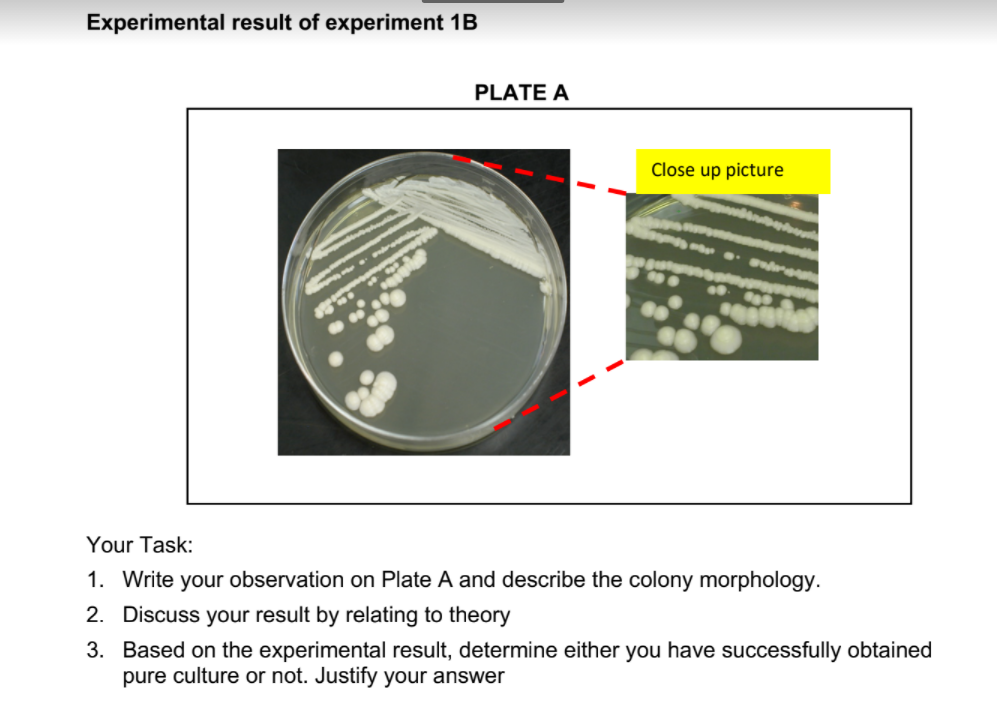 Solved Experimental result of experiment 1B PLATE A Close up | Chegg.com