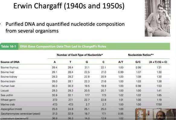Solved Erwin Chargaff (1940s and 1950s) NE Purified DNA and | Chegg.com