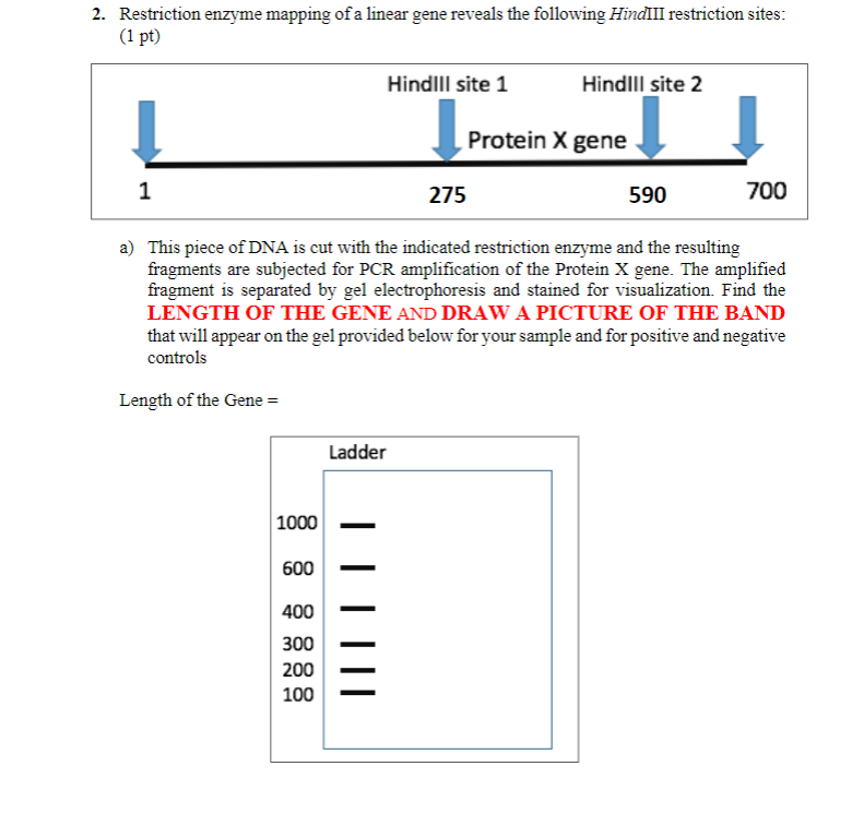 Solved 2. Restriction enzyme mapping of a linear gene | Chegg.com