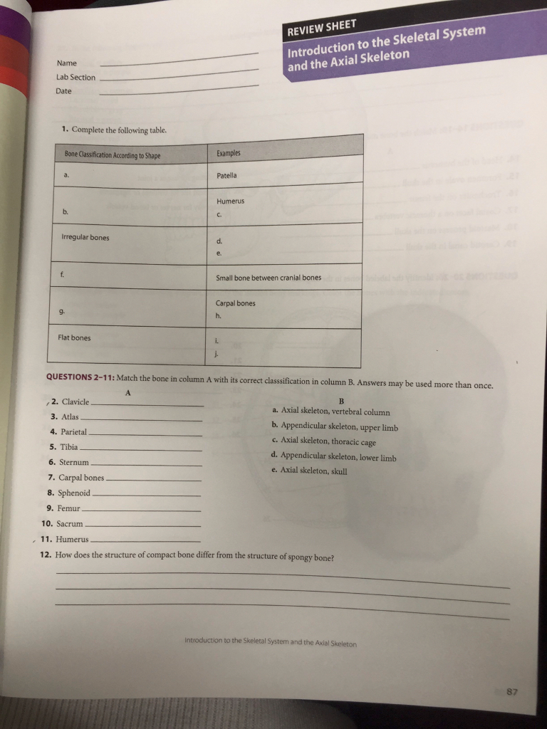 Solved Introduction to the Skeletal Systemm and the Axial | Chegg.com