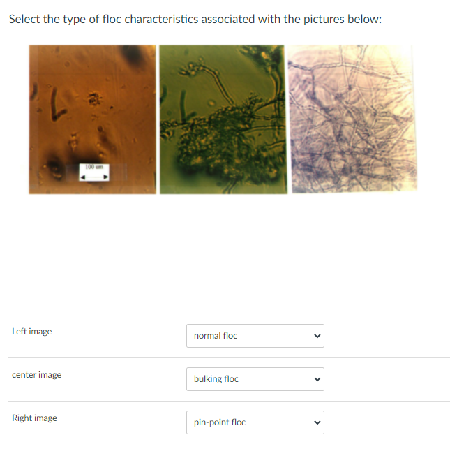 Solved Select the type of floc characteristics associated | Chegg.com