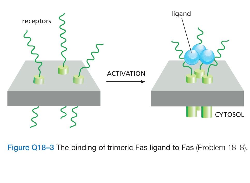 Solved Fas ligand is a trimeric, extracellular protein that | Chegg.com