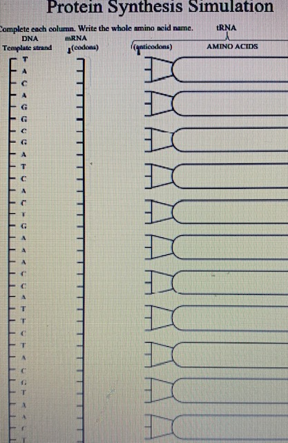 Solved Protein Synthesis Simulation tRNA Complete each | Chegg.com