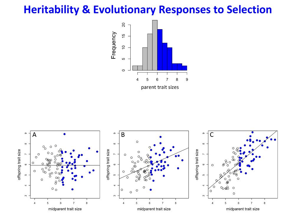 1) Graphs A, B, and C show the relationship between | Chegg.com