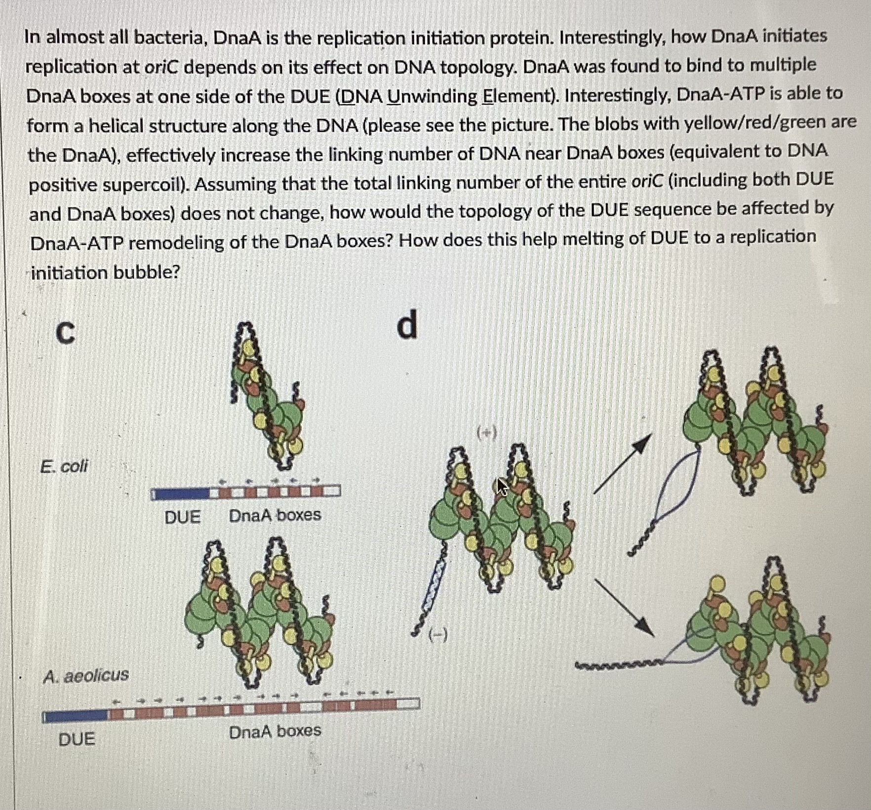 Solved In almost all bacteria, DnaA is the replication | Chegg.com